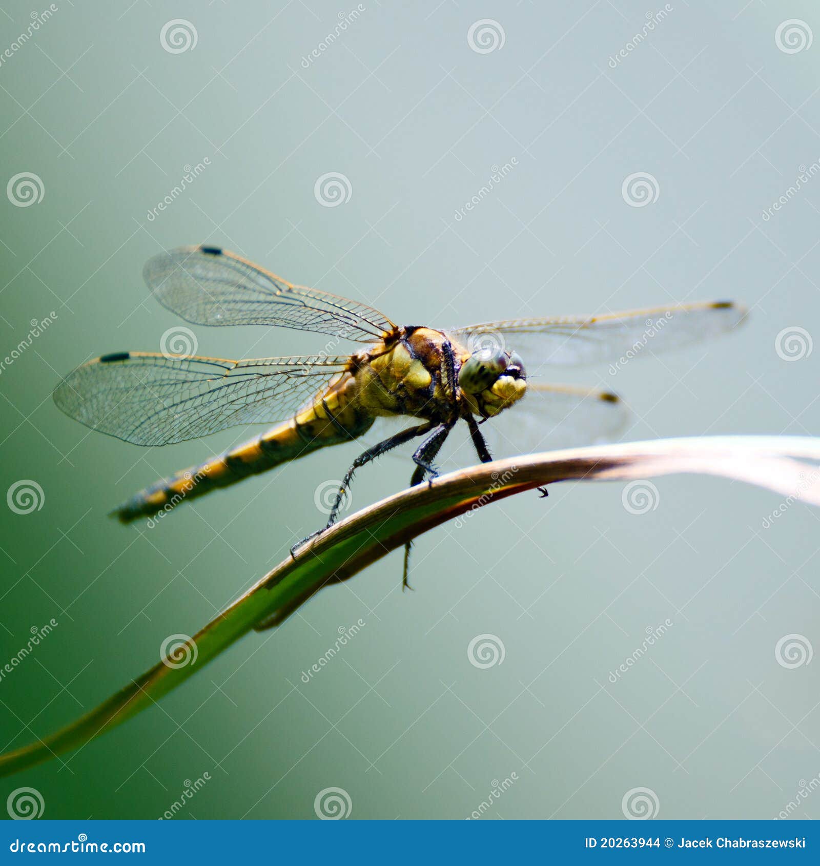 Dragonfly stock photo. Image of natural, square, outdoor - 20263944