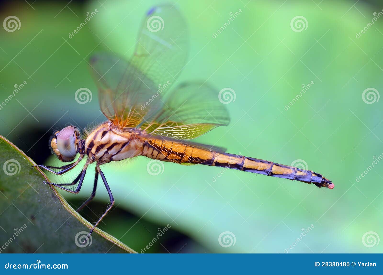 Dragonfly stock photo. Image of chewing, animal, ecological - 28380486