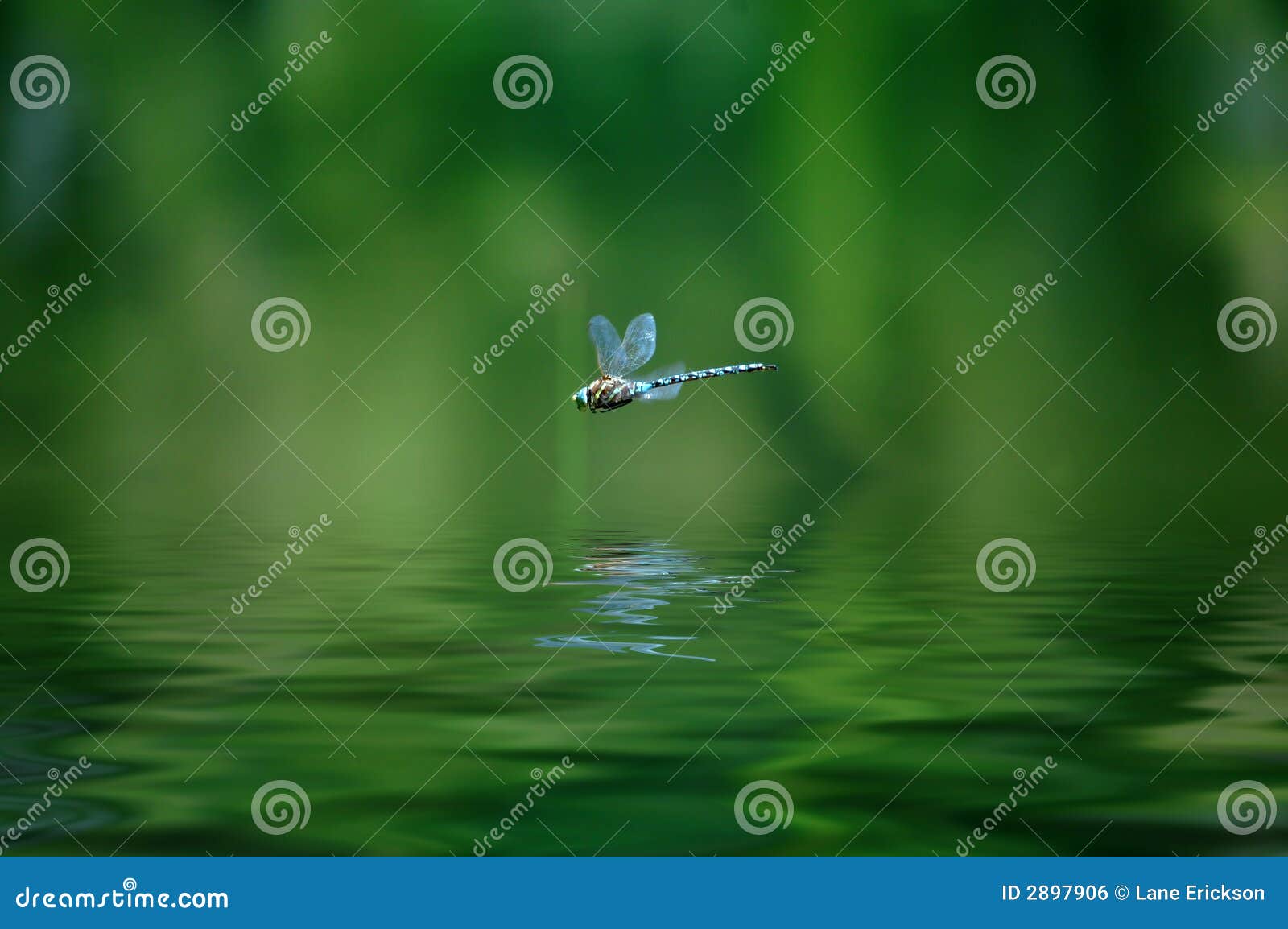 Dragonfly stock photo. Image of hovering, wave, buzz, pond - 2897906