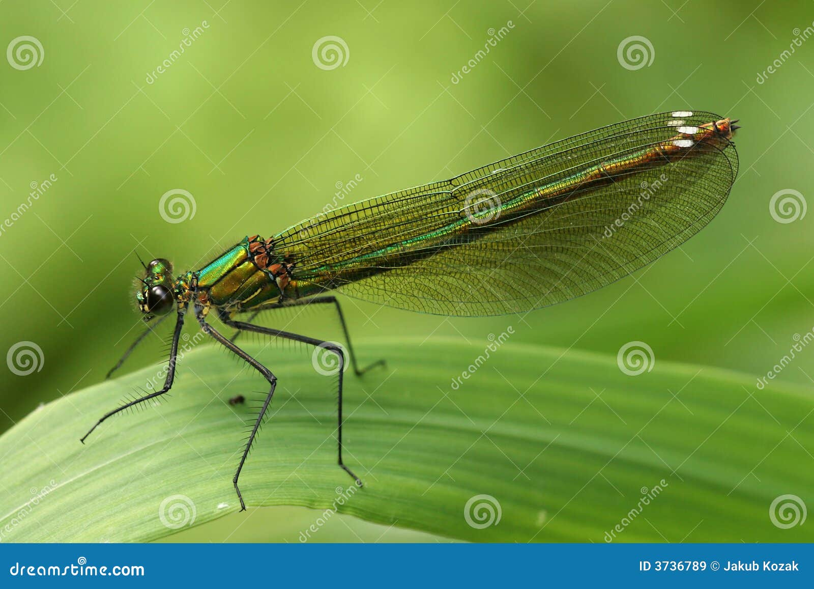 Dragonfly stock image. Image of fragility, fauna, environment - 3736789