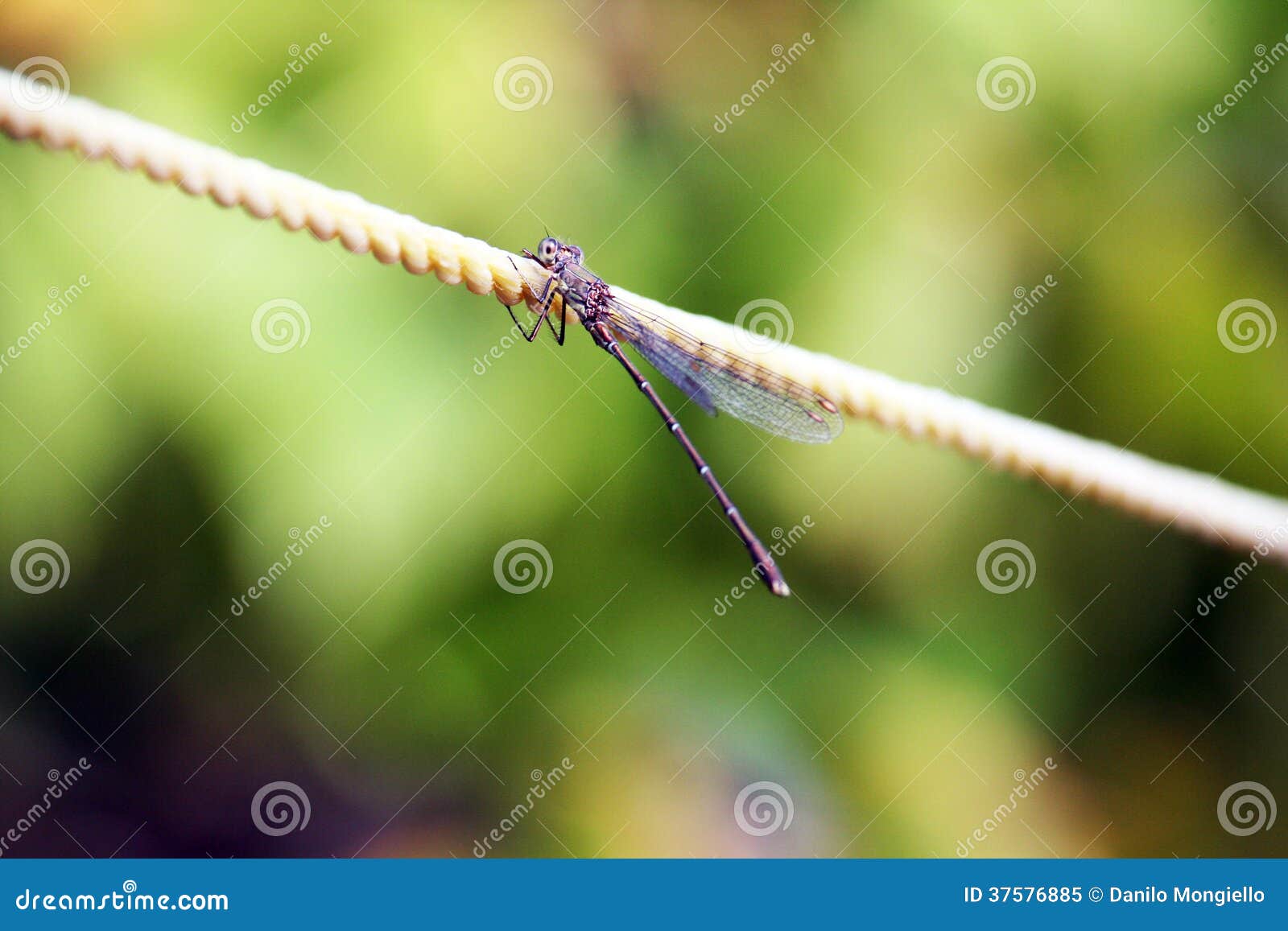 Dragonfly stock image. Image of dragonfly, rope, wings - 37576885