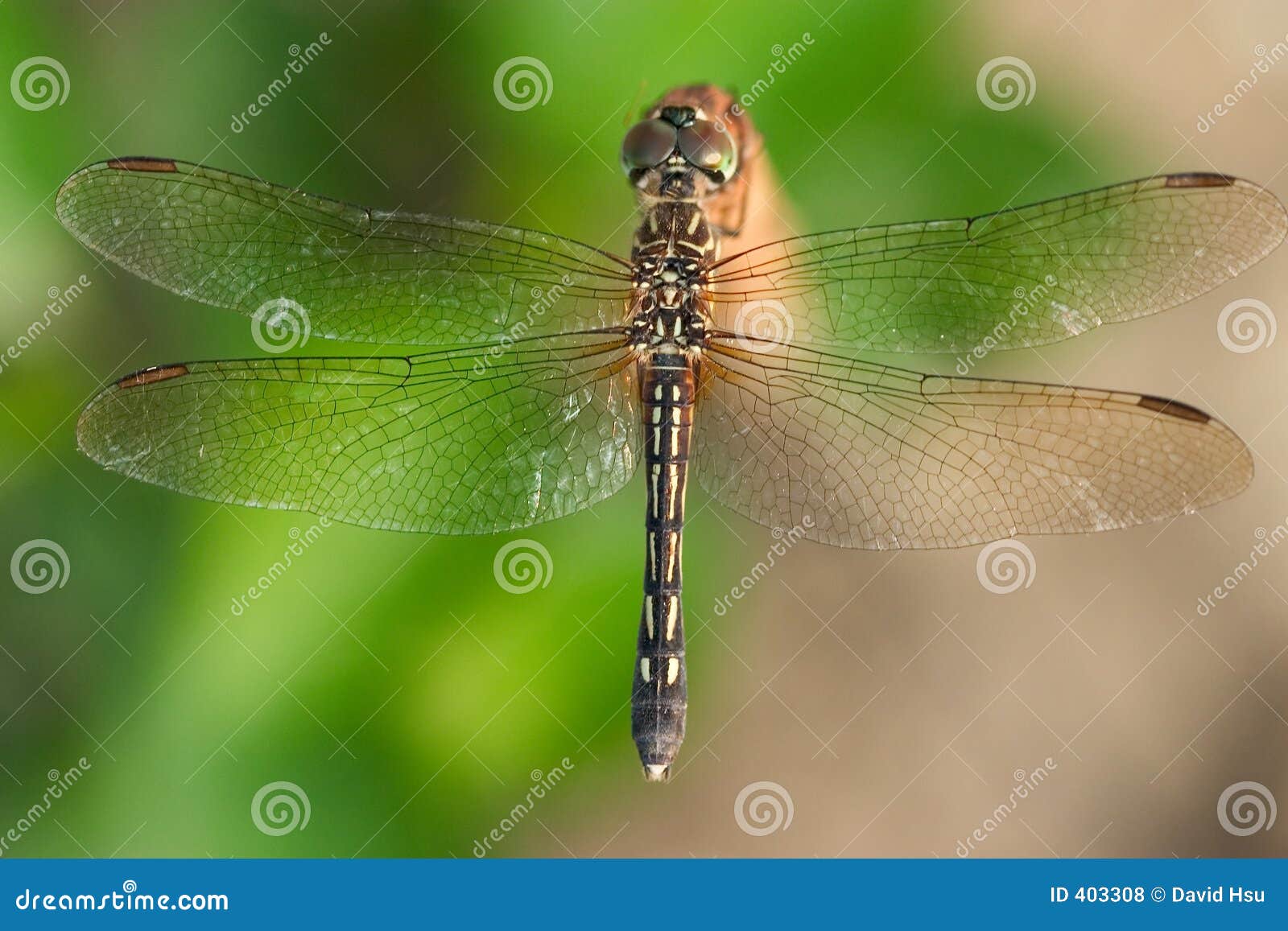 Dragonfly stock photo. Image of perch, backyard, still - 403308