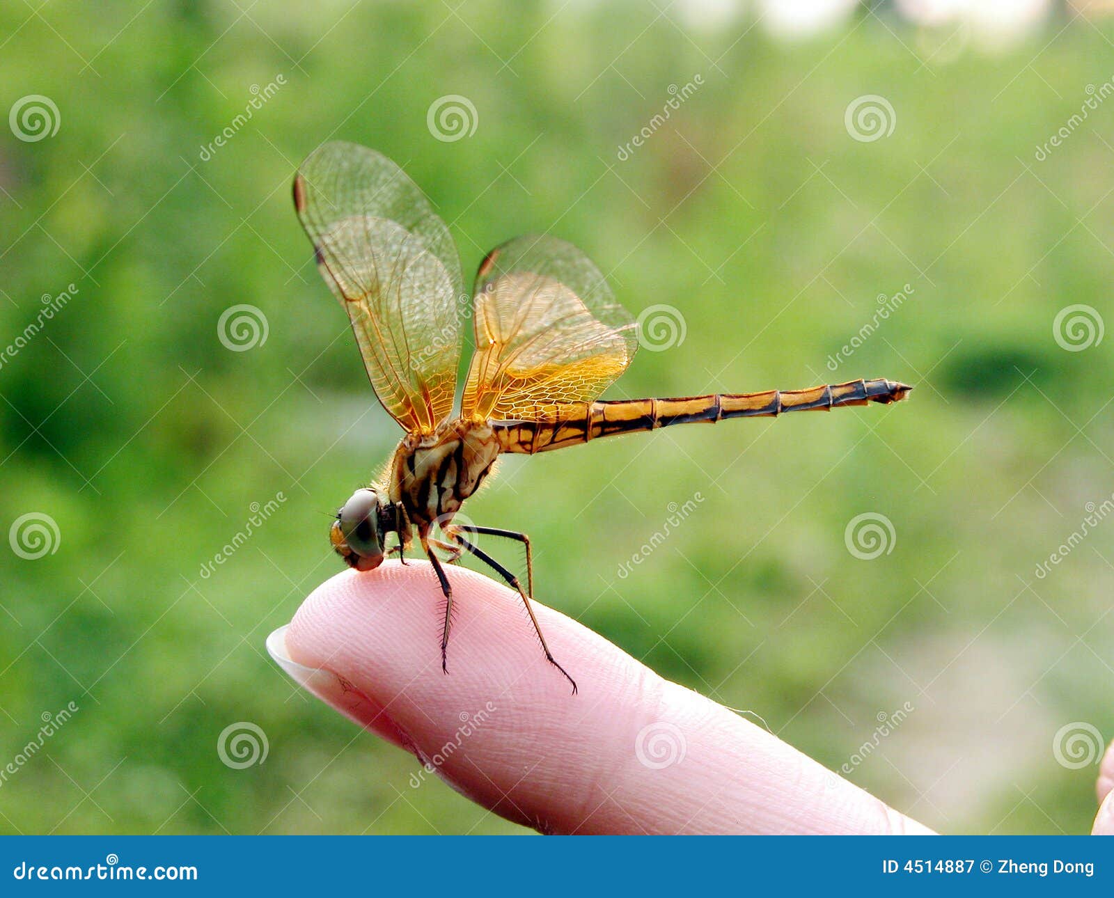 871 Helicopter Insect Stock Photos - Free & Royalty-Free Stock Photos ...