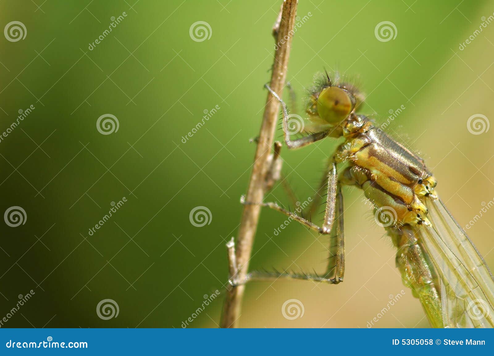 Dragonfly stock photo. Image of nature, winged, grip, fear - 5305058