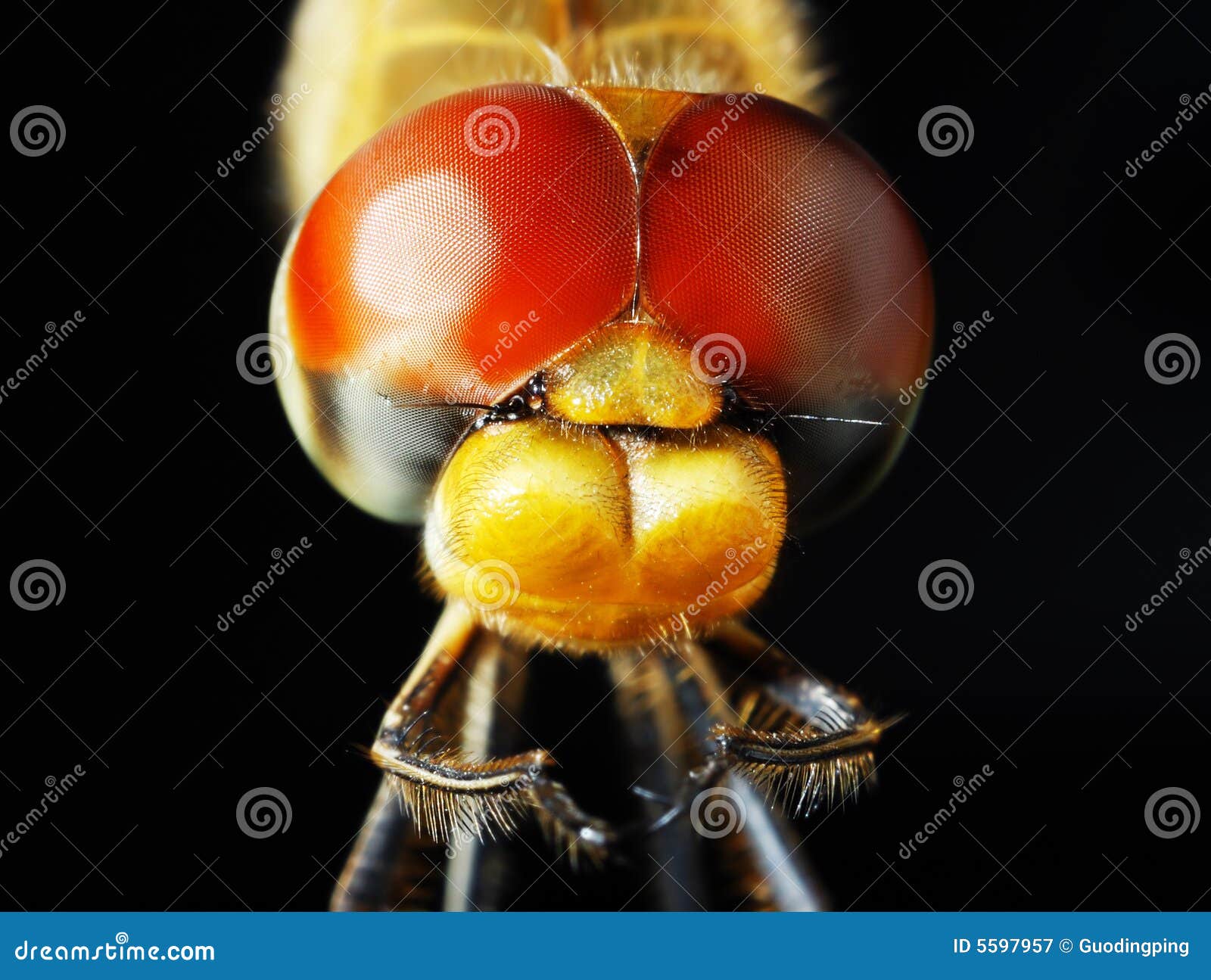 405 Close Up Dragonfly Face Stock Photos - Free & Royalty-Free Stock ...