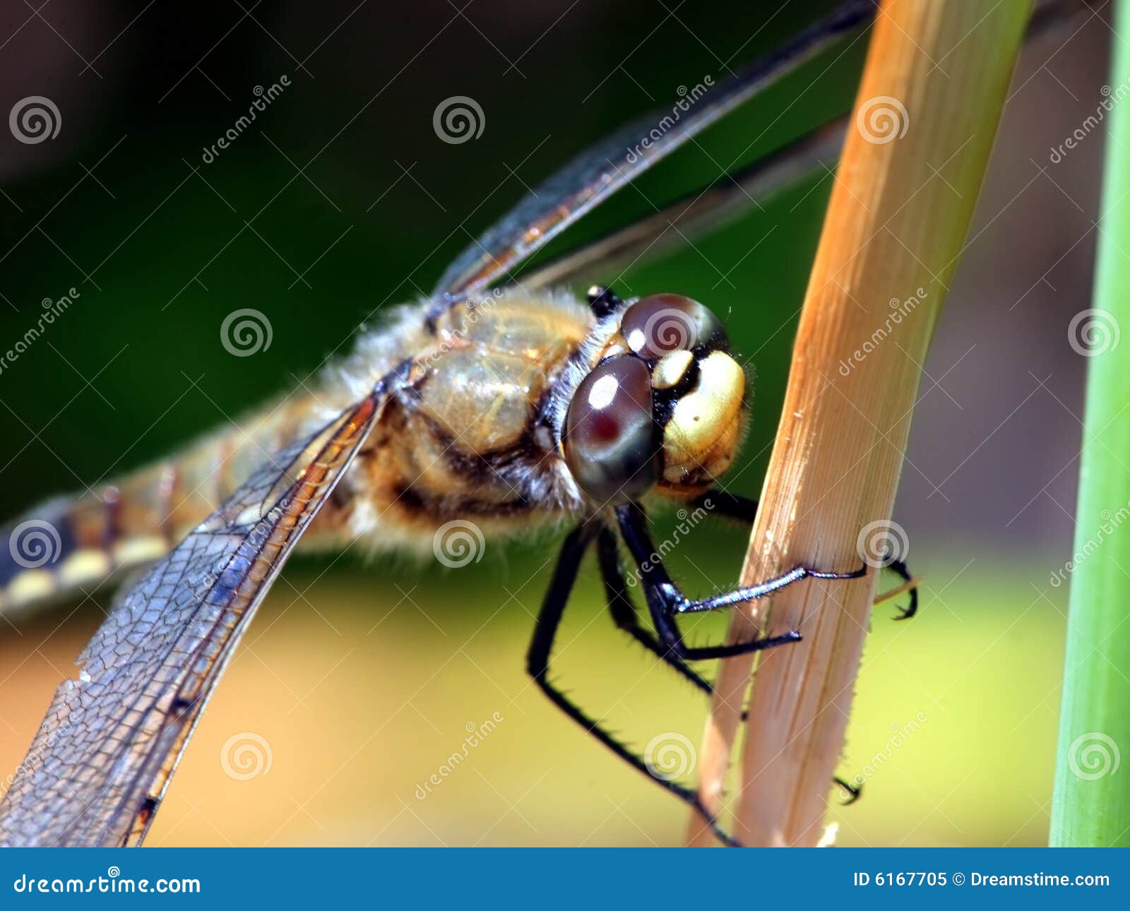Dragonfly stock image. Image of spindle, darner, side - 6167705