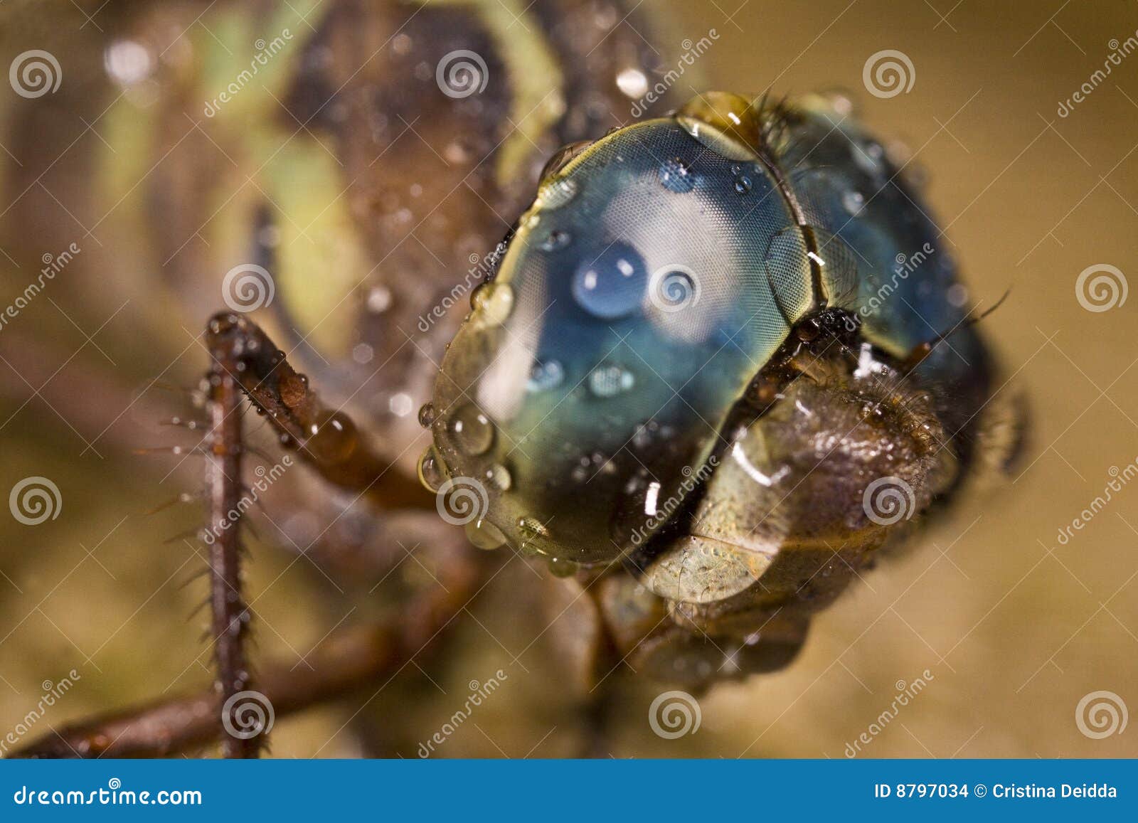 Dragonfly stock photo. Image of chrysalis, curves, motion - 8797034