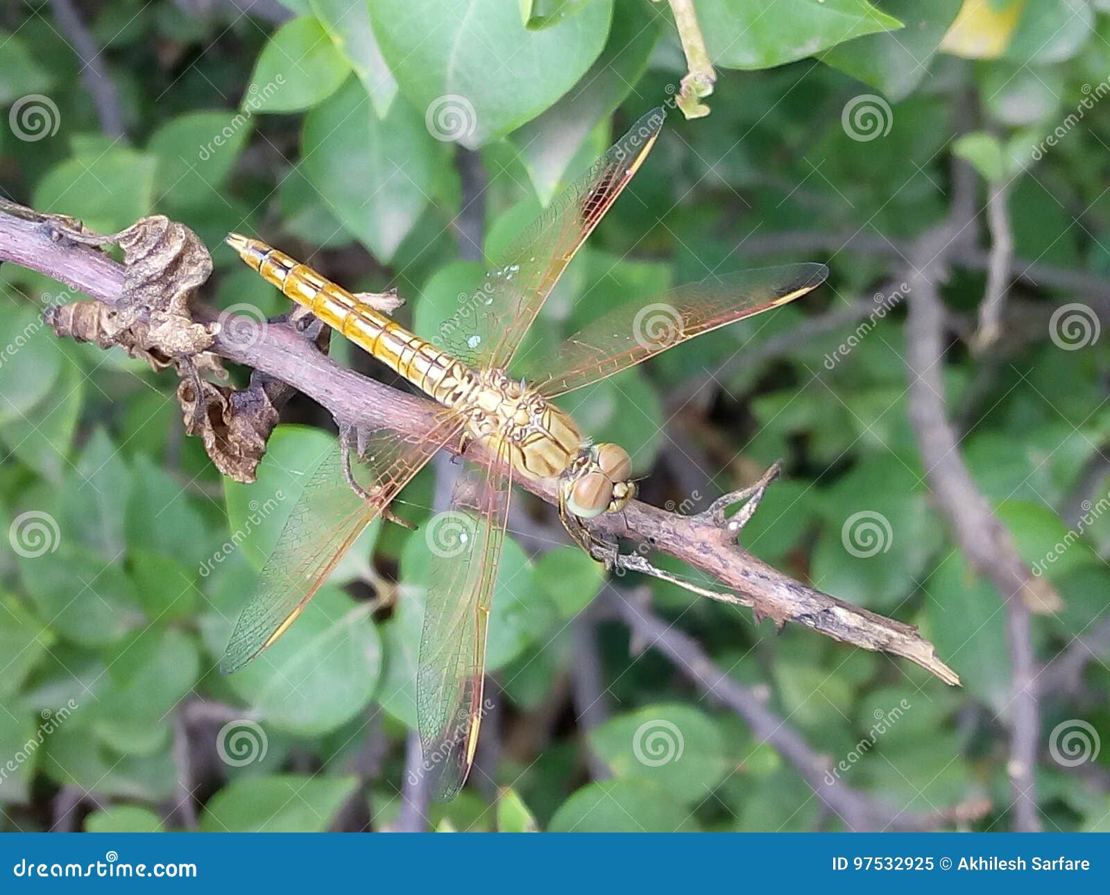 Dragonfly from above stock image. Image of sitting, insect - 97532925
