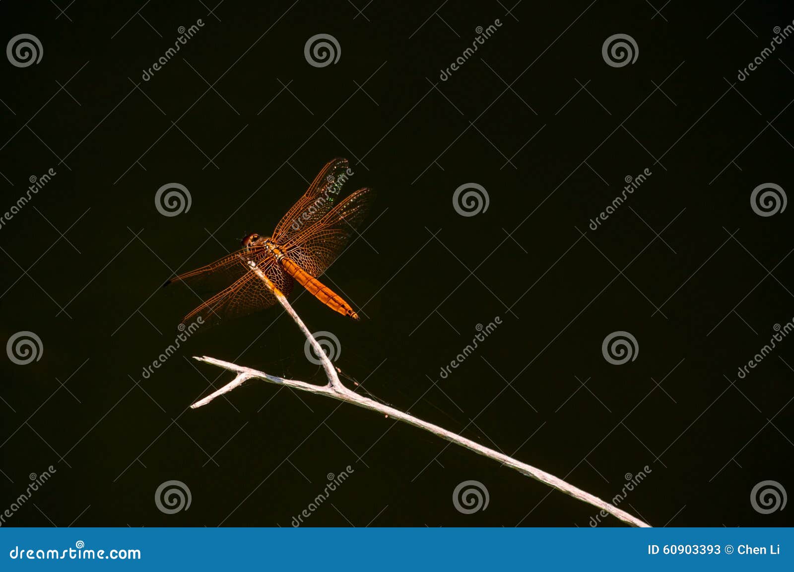 Dragonfly stock image. Image of stay, insects, scenery - 60903393