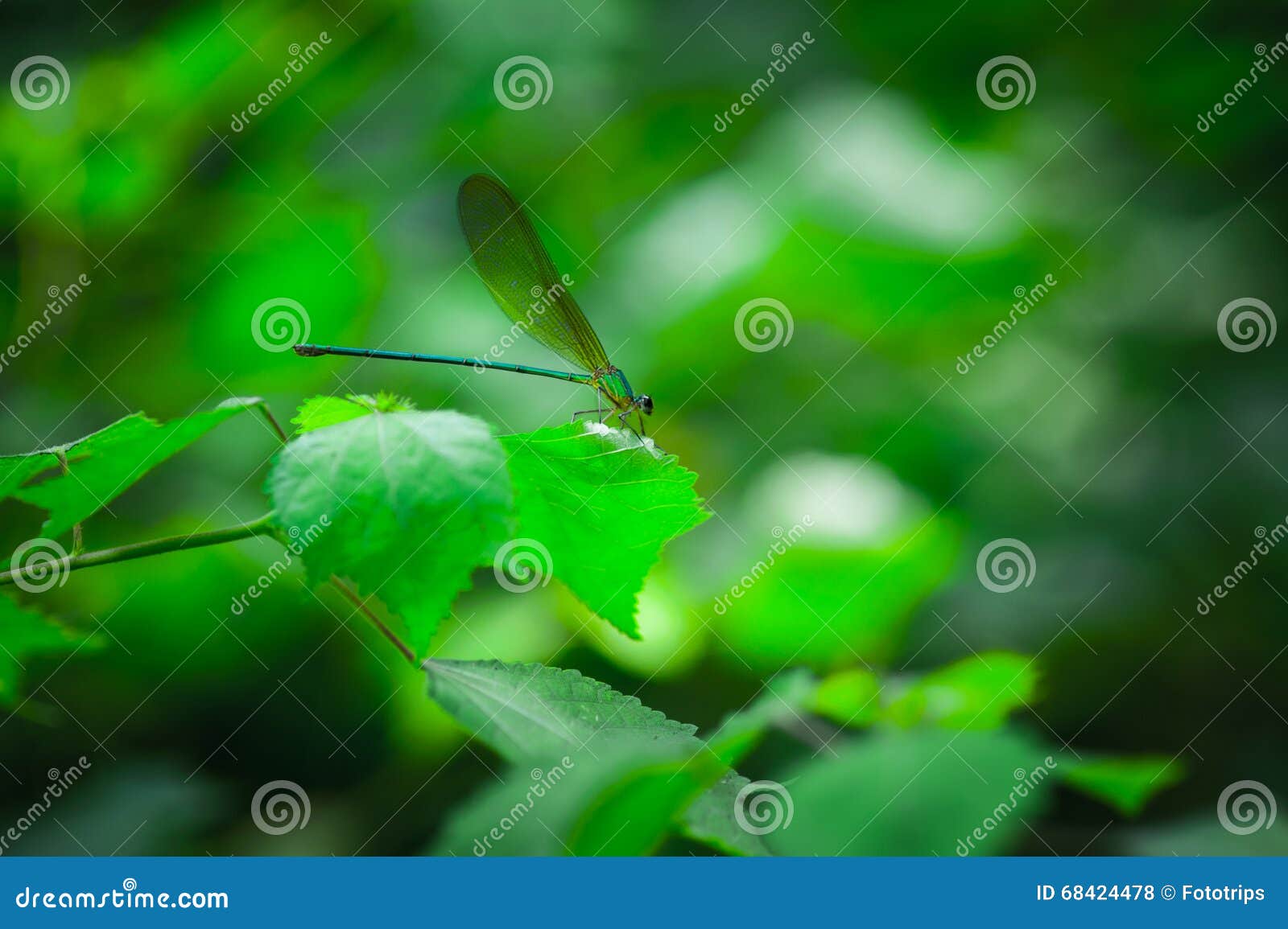 Dragonfly,Agriocnemis Pygmaea Stock Photo - Image of environment ...
