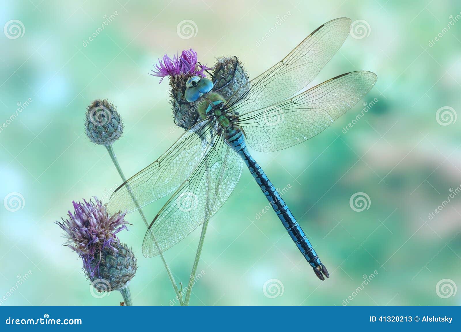 142 Emperor Dragonflies Photos - Free & Royalty-Free Stock Photos from ...