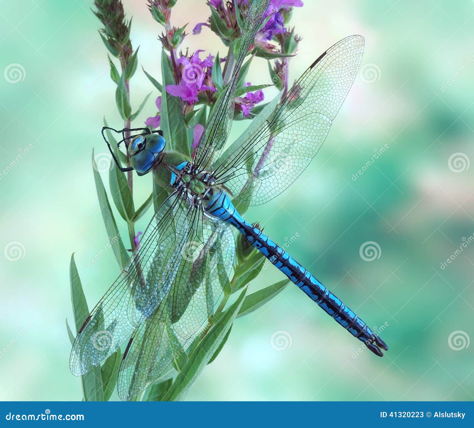 Dragonfly Anax Imperator (male) Blue Emperor Stock Image - Image of ...