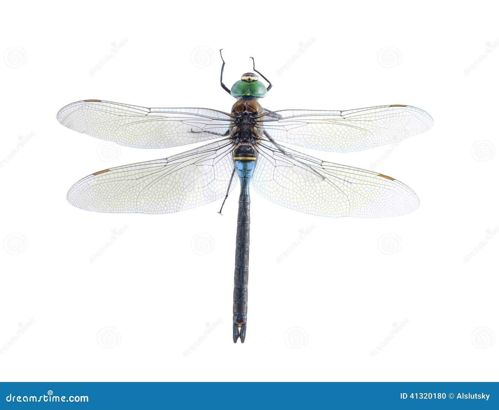 Dragonfly Anax Parthenope (male) Stock Photo - Image of flowers, anax ...