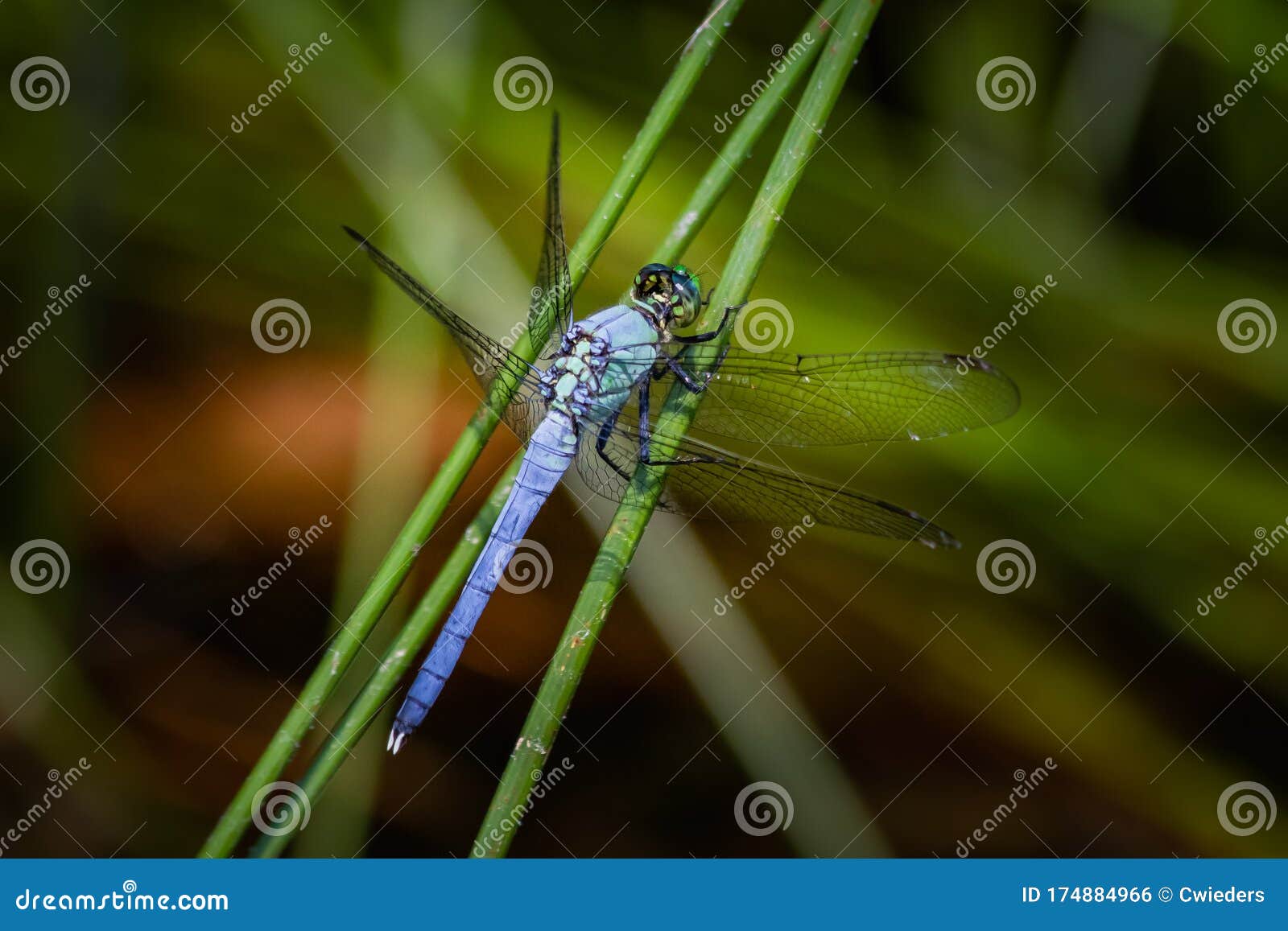 Dragonfly Angles Skyward on a Group of Reeds Stock Photo - Image of ...