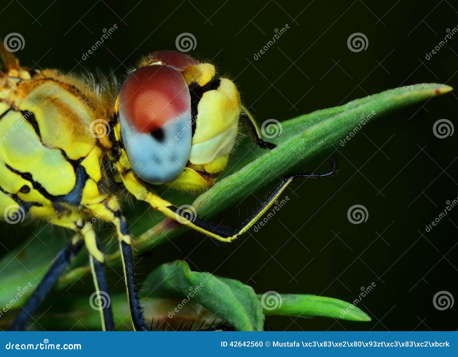 Dragonfly stock photo. Image of butterfly, color, eating - 42642560