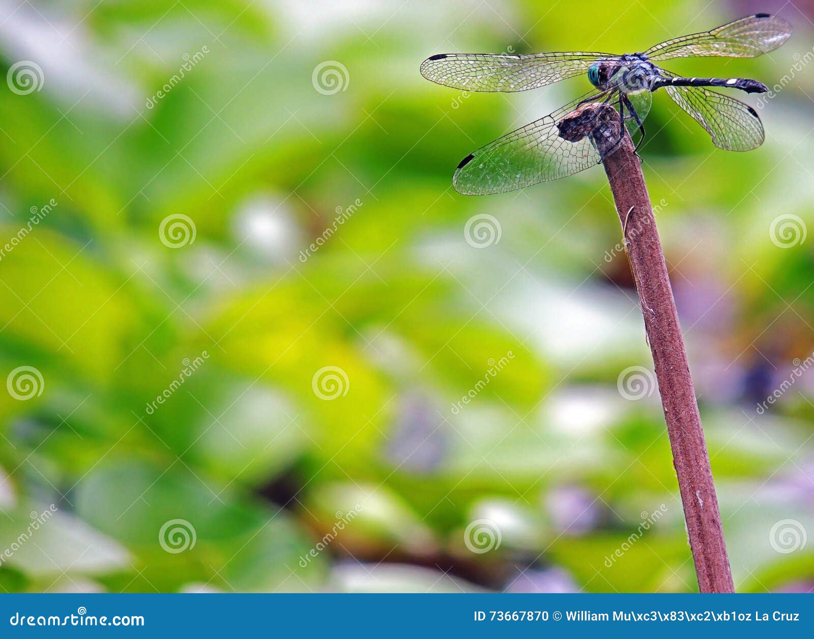Dragonfly, Anisoptera Class Stock Photo - Image of anisoptera, species ...