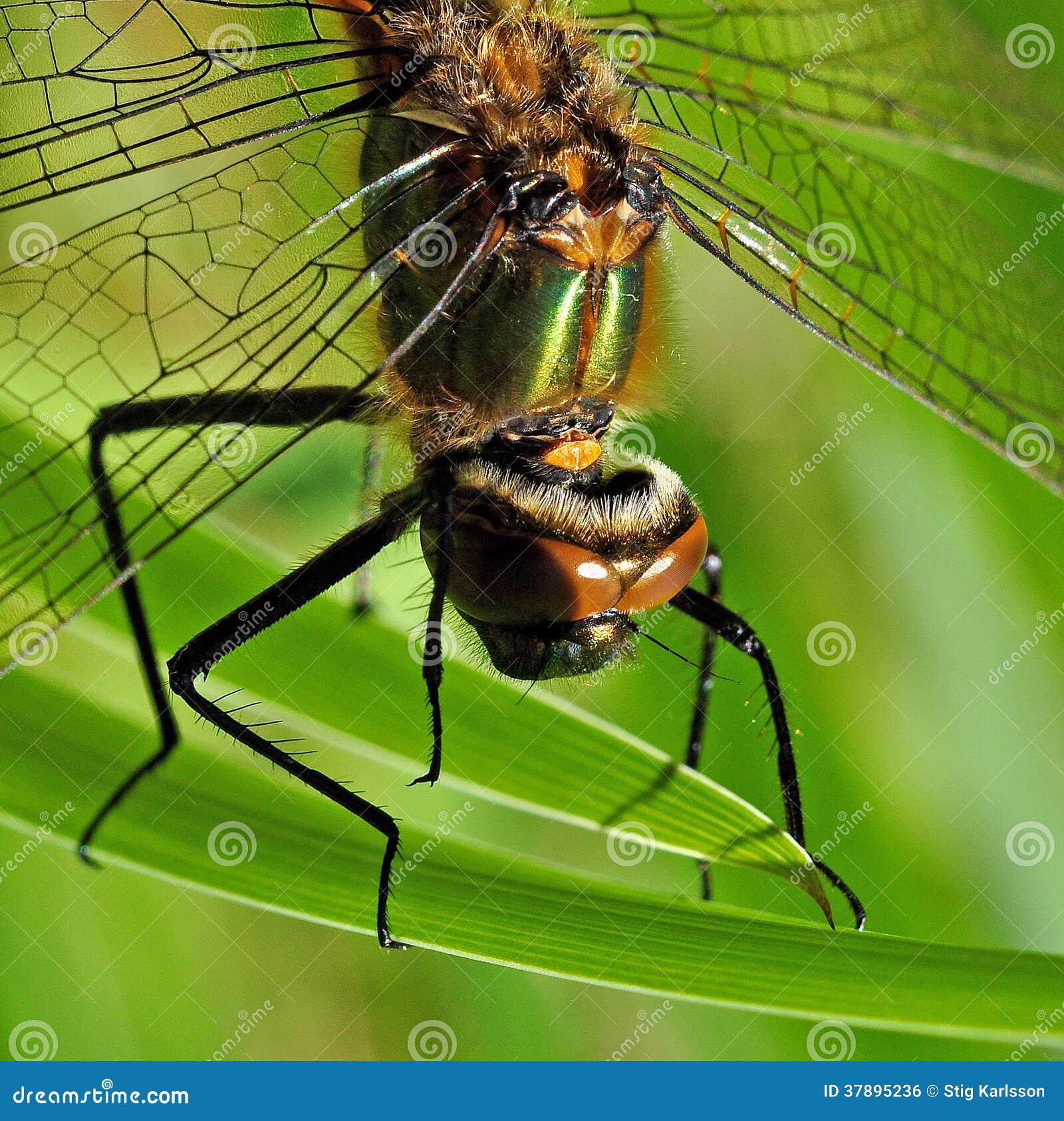Dragonfly Anisoptera head stock photo. Image of head - 37895236
