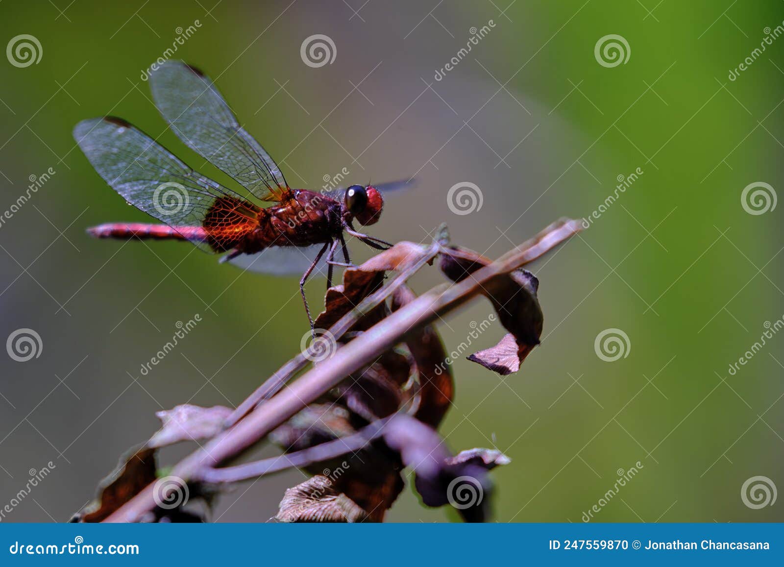 Dragonfly Anisoptera stock photo. Image of arthropod - 247559870