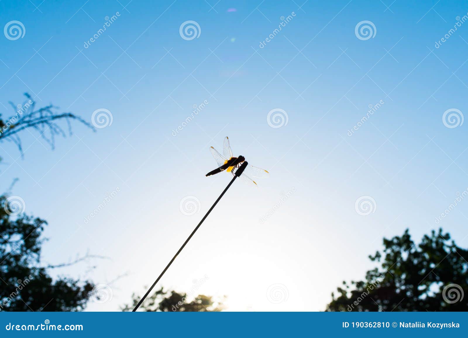 Dragonfly on an Antenna Against a Blue Sky and Green Trees. Dragonfly ...