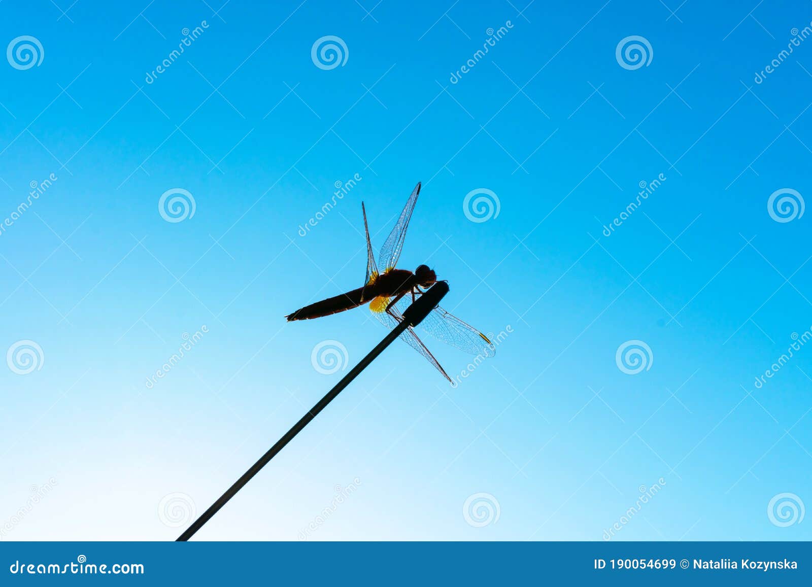 Dragonfly on an Antenna Against the Blue Sky. Dragonfly Silhouette ...
