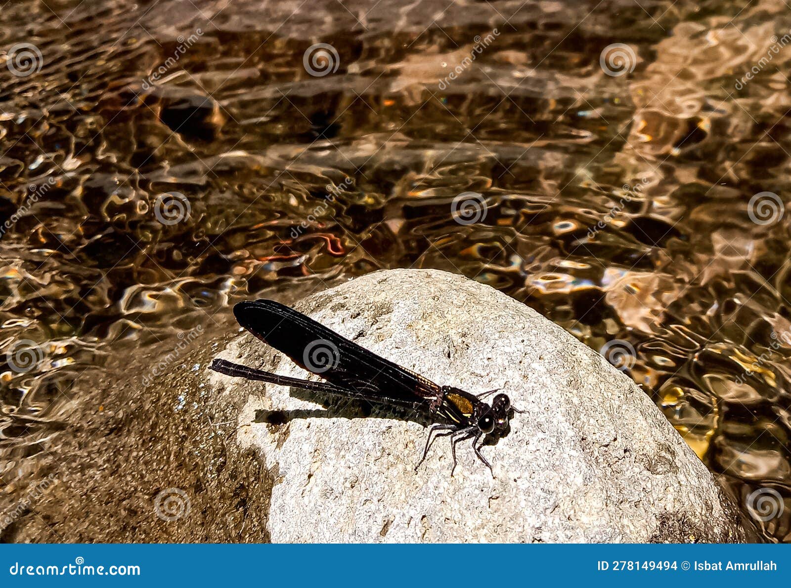 Dragonfly As a River Water Bioindicator. Stock Photo - Image of ...