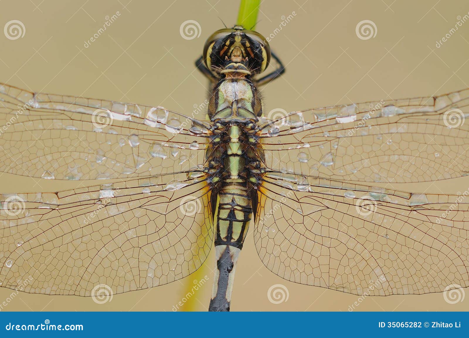 A dragonfly back close-up stock photo. Image of natural - 35065282