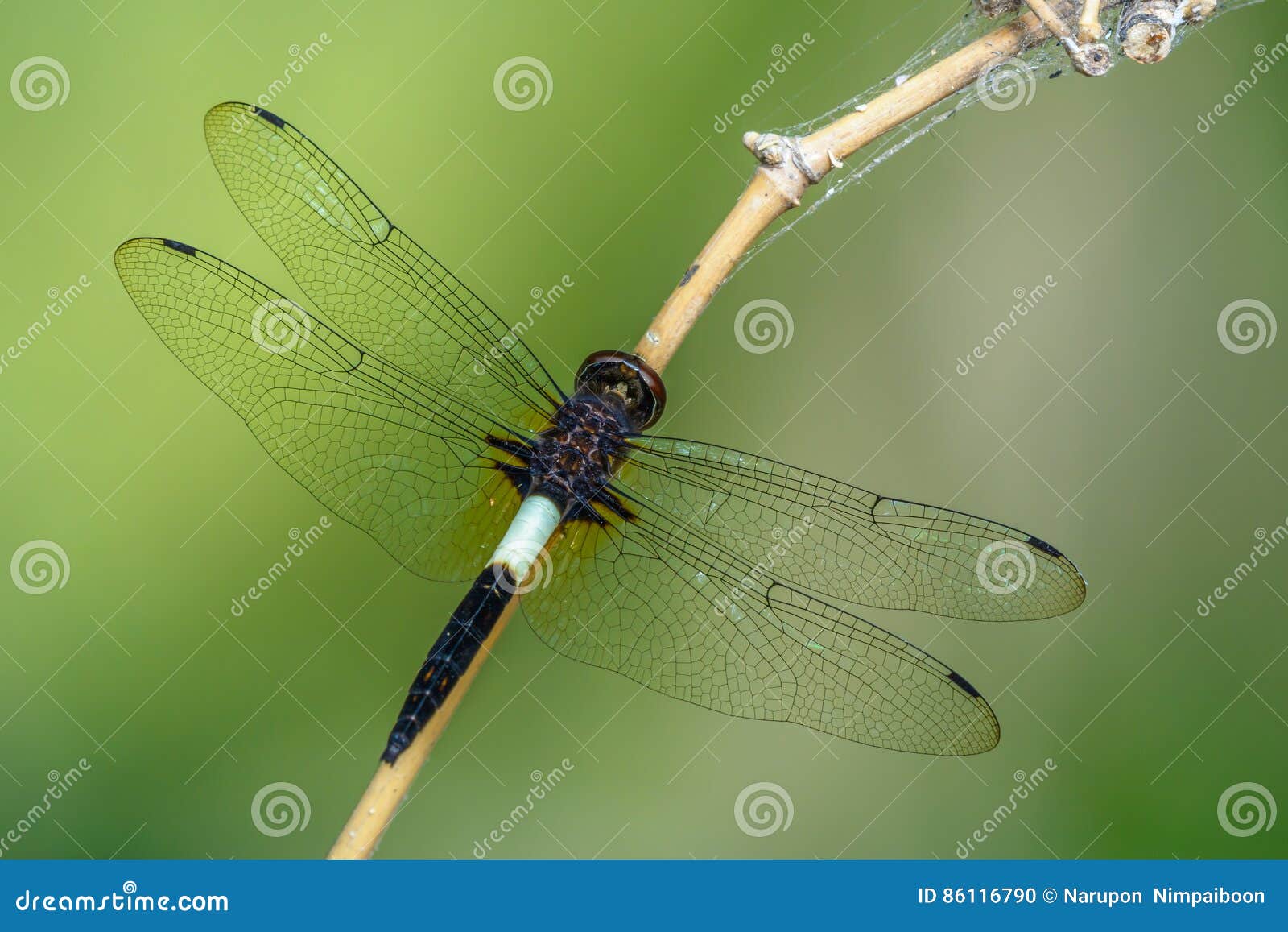 Dragonfly on bamboo. stock photo. Image of nature, back - 86116790