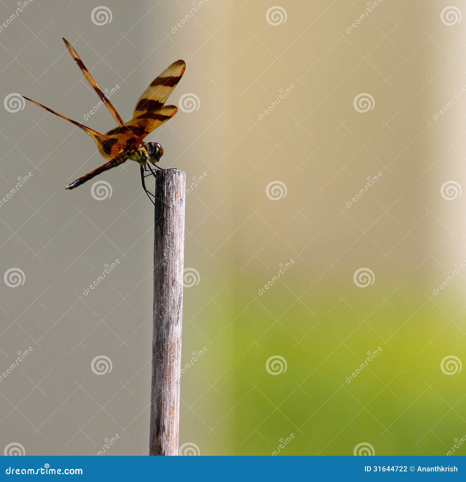 Dragonfly stock photo. Image of eponina, dragonfly, pattern - 31644722