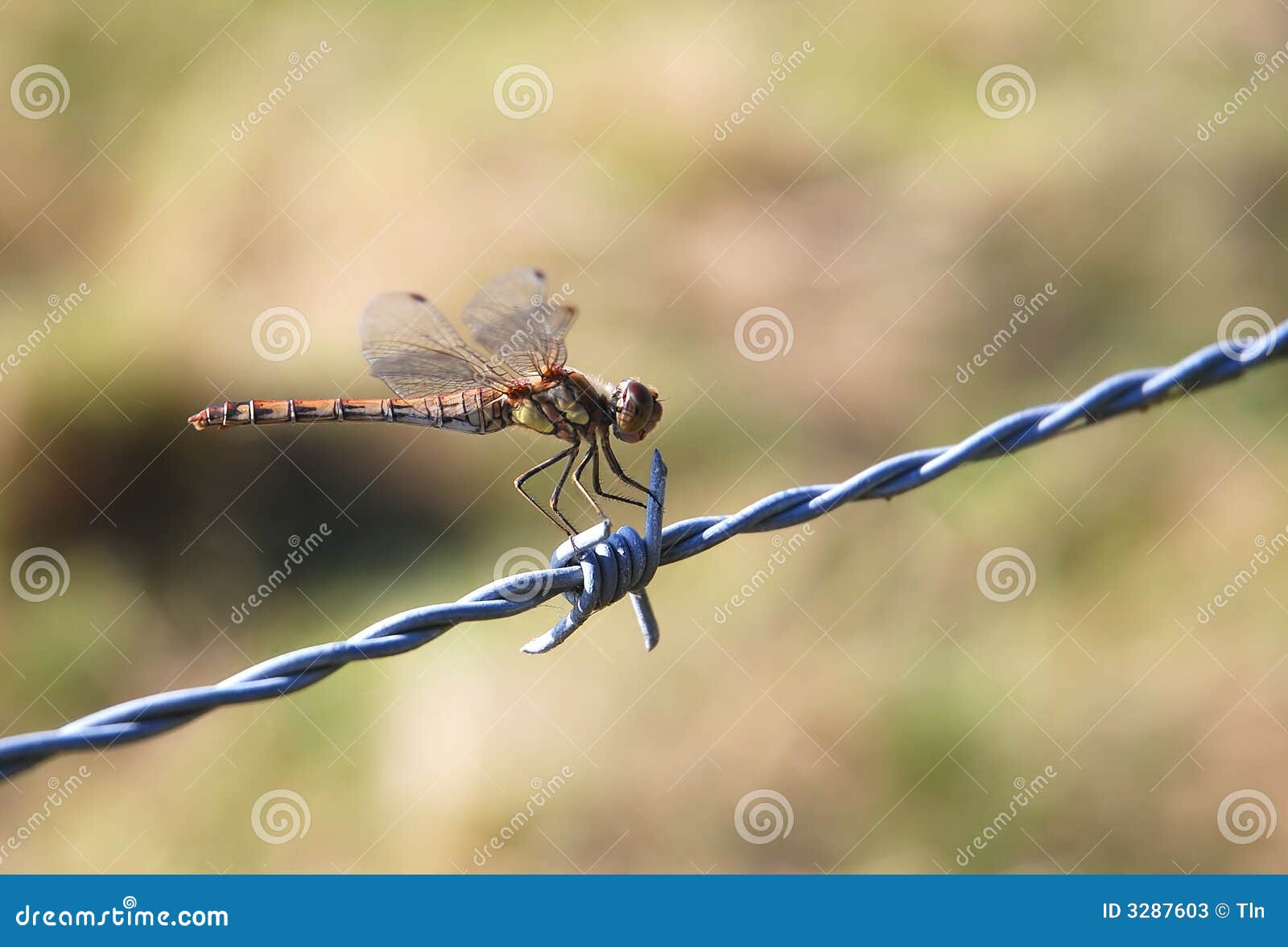 Dragonfly on barbed wire stock image. Image of nature - 3287603