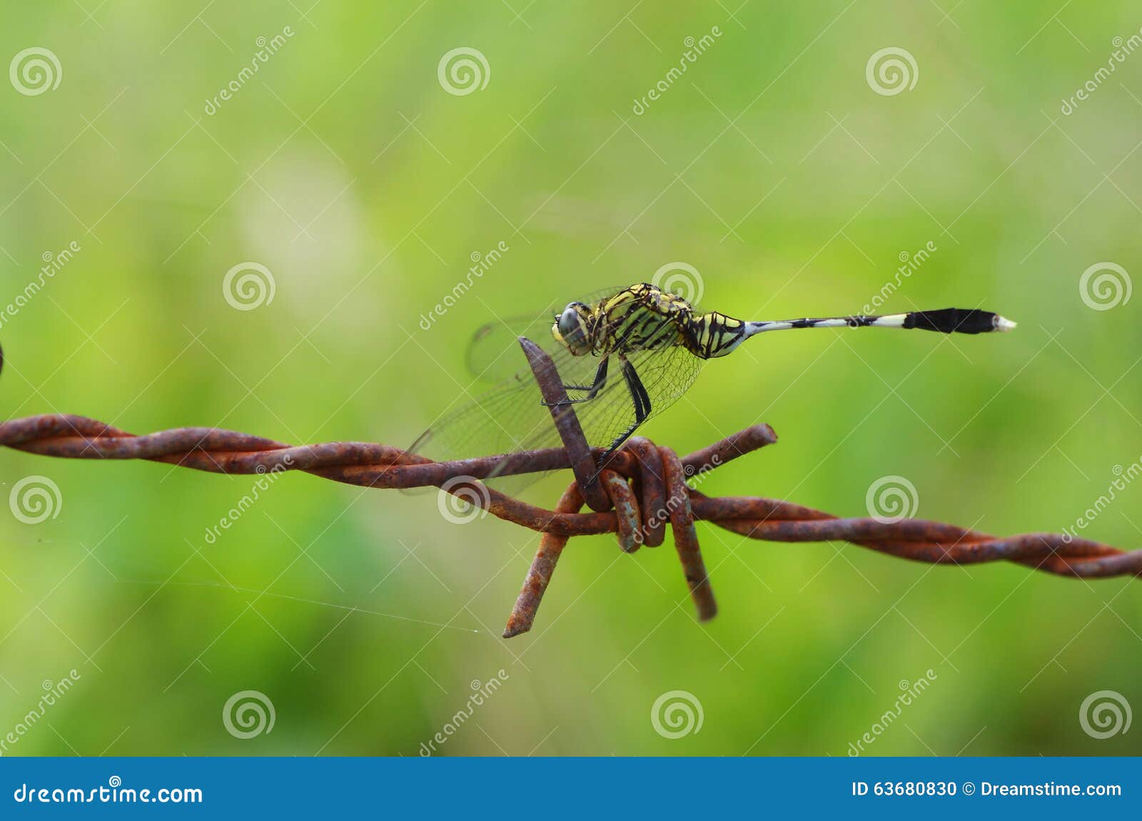 Dragonfly and barbed wire stock photo. Image of greenfield - 63680830