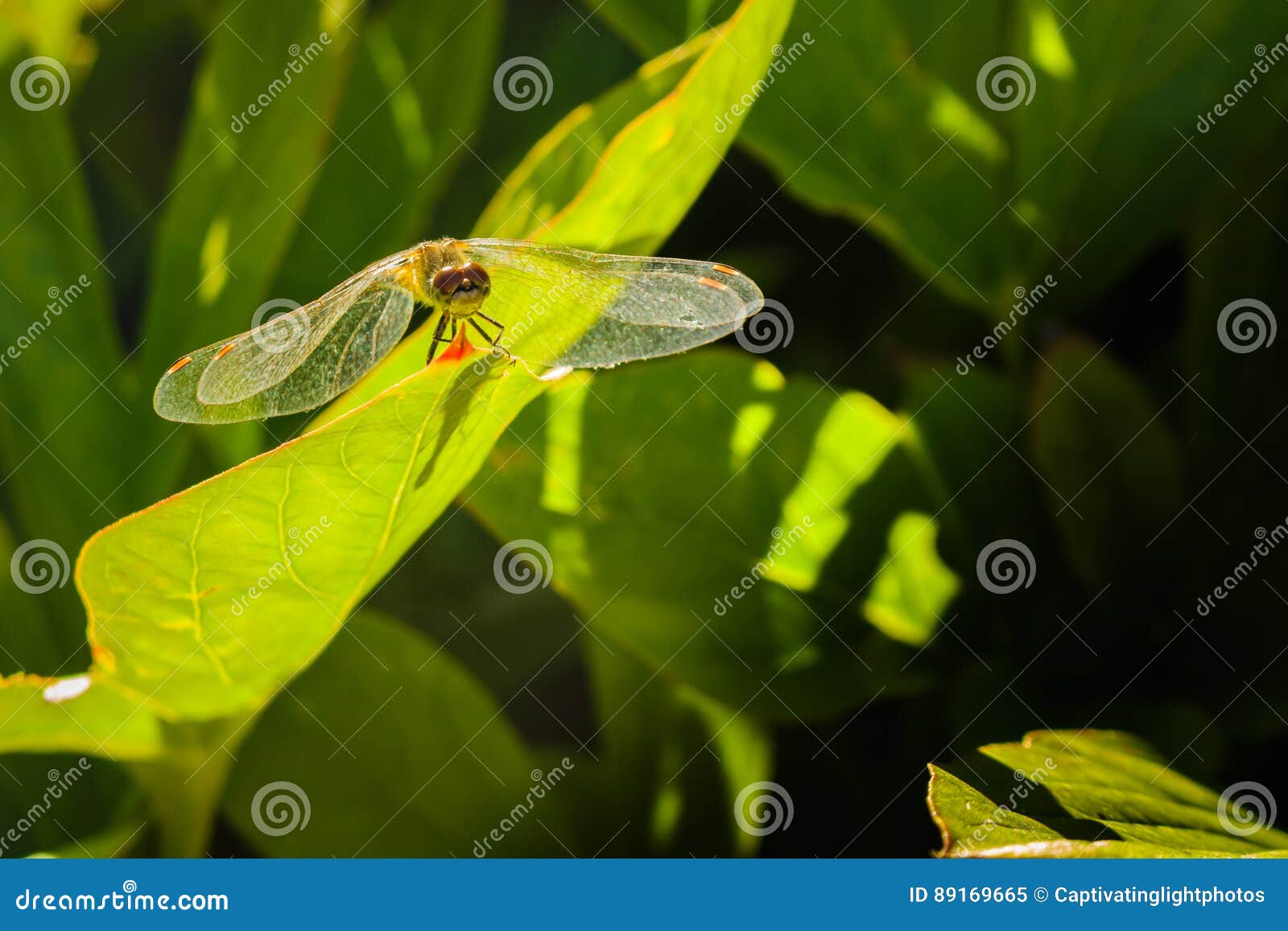 Dragonfly Basking in the Sun, Face and Wings Forward. Stock Image ...