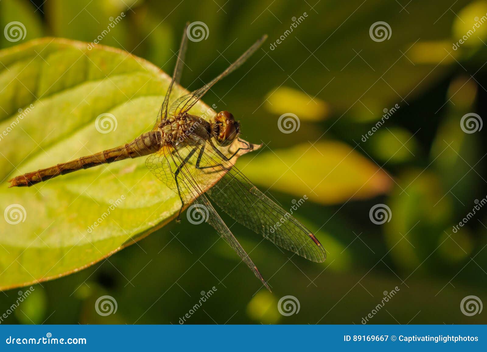 Dragonfly Basking in the Sun, with Wings Fanned Forward. Stock Image ...