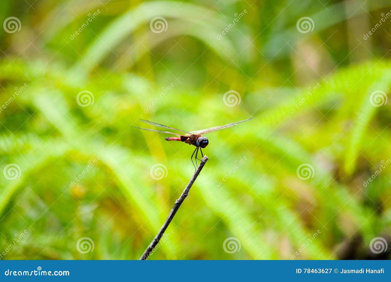 Dragonfly stock image. Image of beautiful, nature, macro - 78463627