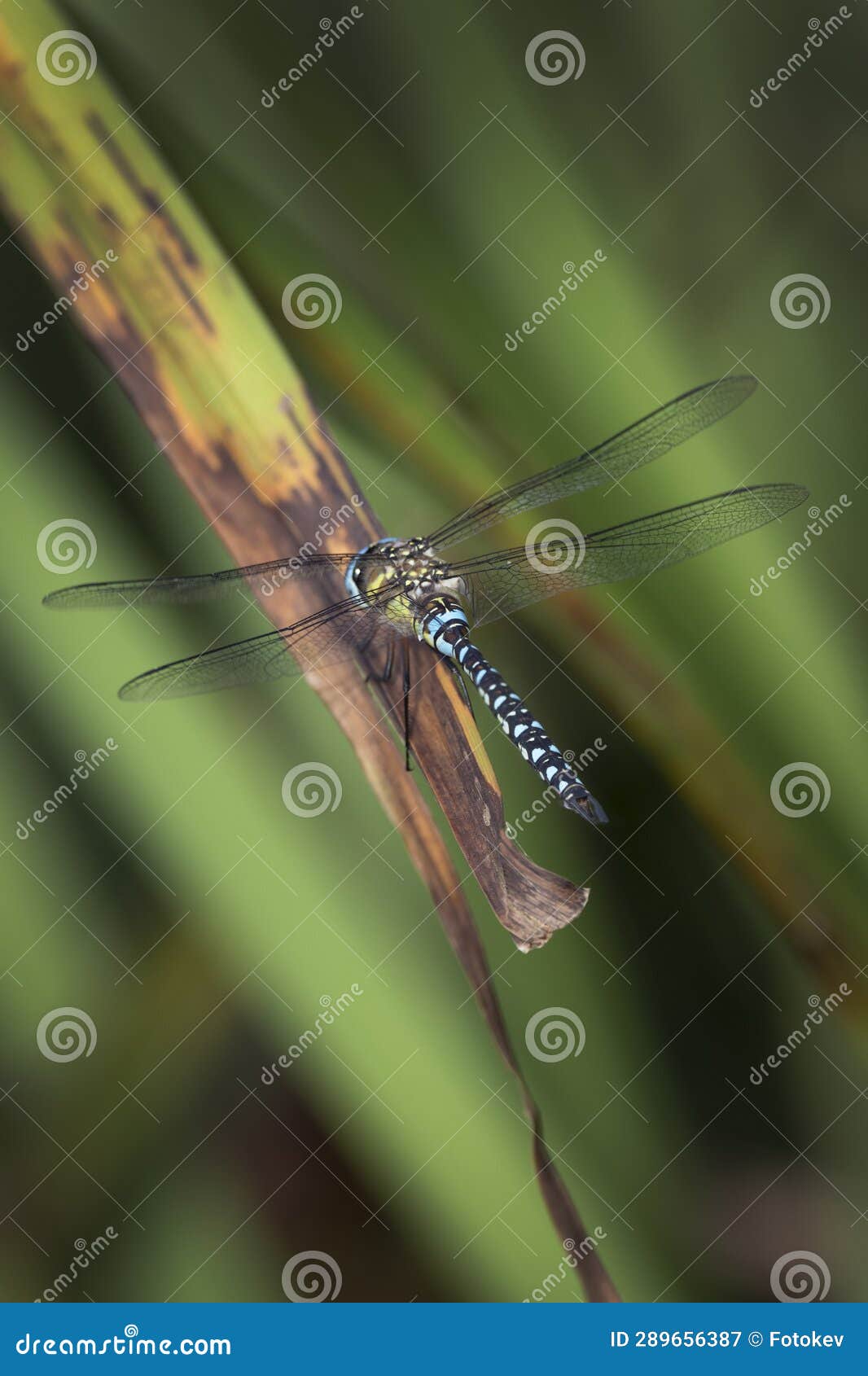 Dragonfly Colorful Insects of Summer Stock Image - Image of closeup ...