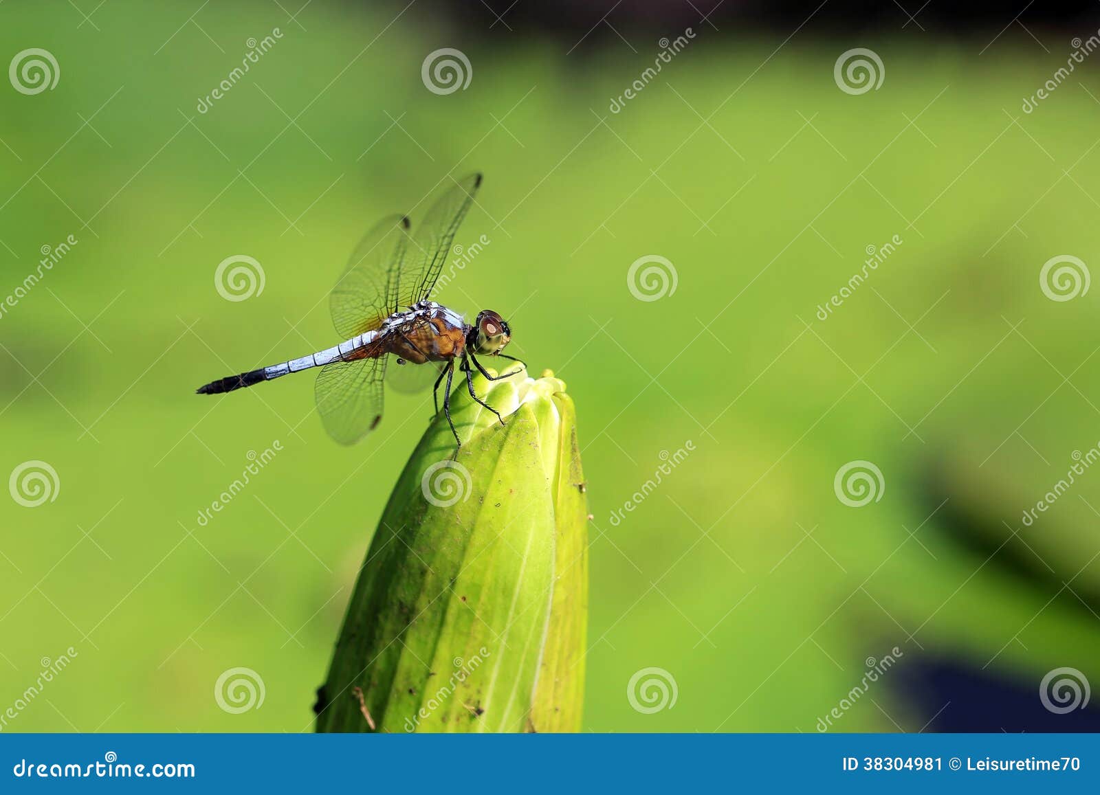 Dragonfly on Beautiful Lotus Flower Stock Image - Image of botany, park ...