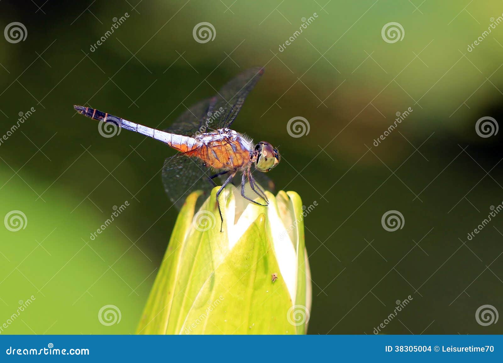 Dragonfly on Beautiful Lotus Flower Stock Photo - Image of idyllic ...