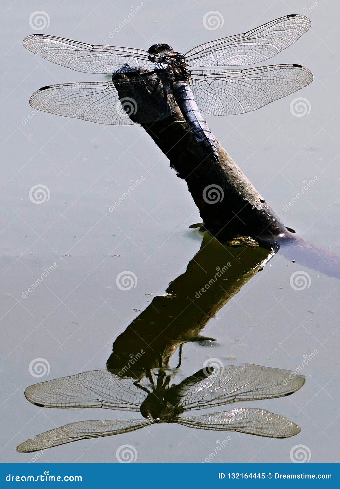 Dragonfly with Amazing Reflection on the Water Stock Image - Image of ...