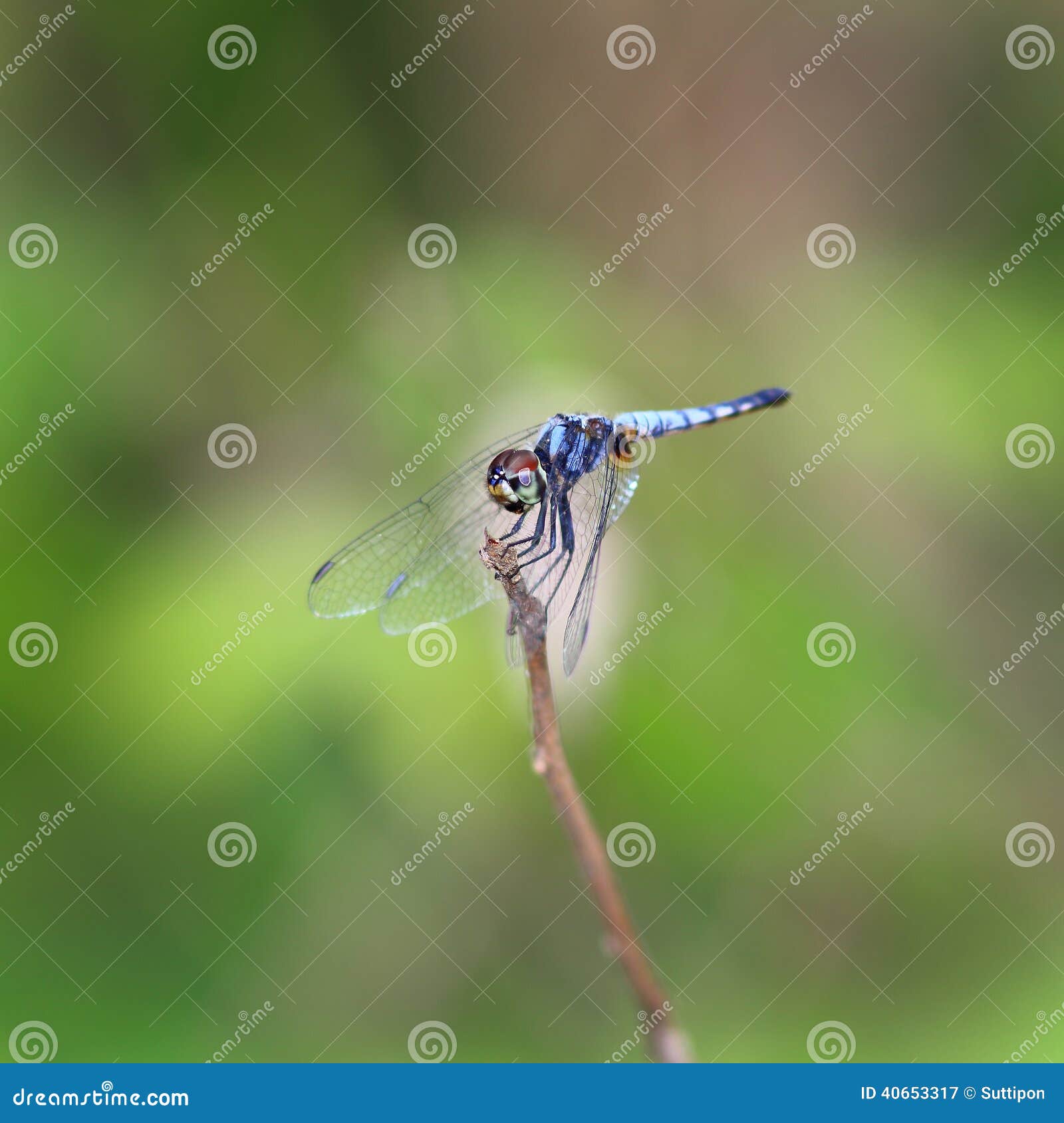 Dragonfly stock image. Image of small, damselfly, vivid - 40653317