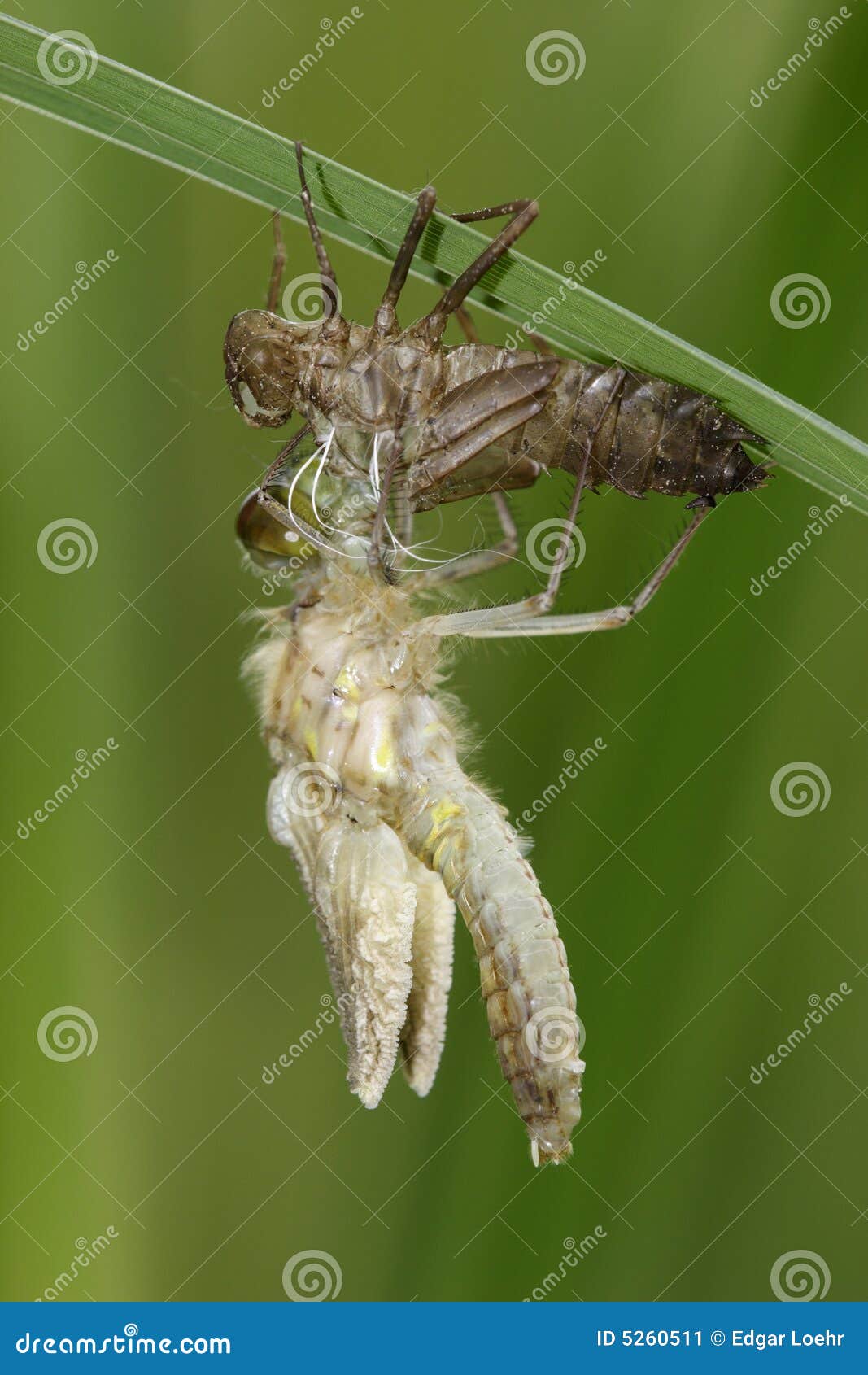 Dragonfly Birth stock image. Image of blade, nature, transformation ...