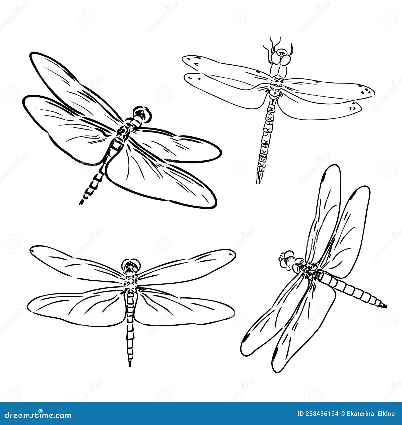 Dragonfly Black And White Sketch With Delicate Wings Vector ...