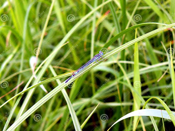 Dragonfly on a Blade of Grass Stock Image - Image of macro, insect ...