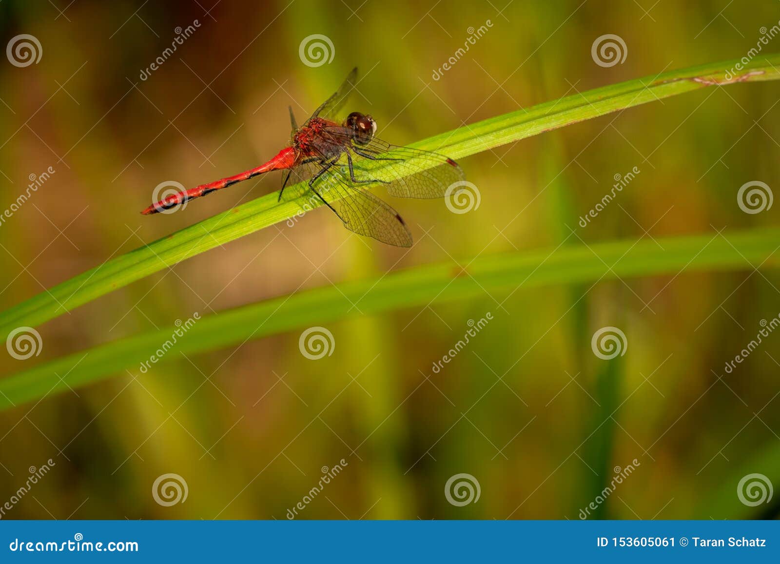 Dragonfly on a Blade of Grass Stock Image - Image of wing, dragonfly ...
