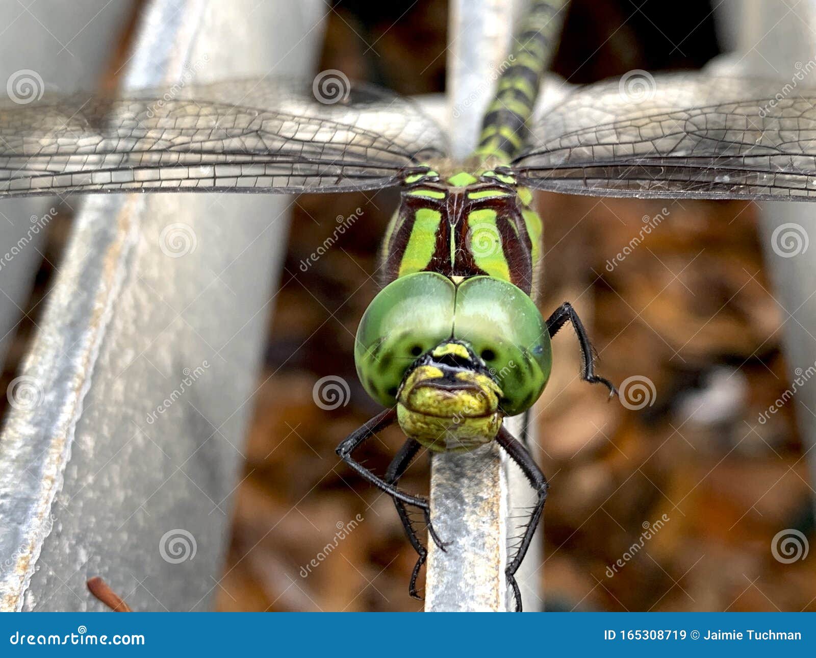 Dragonfly on a Blade of Grass Stock Image - Image of fragile, hawker ...