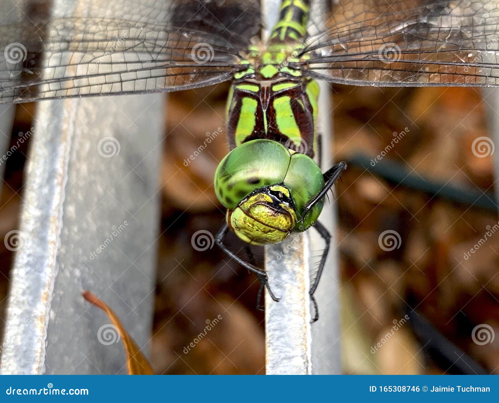 Dragonfly on a Blade of Grass Stock Photo - Image of hawker, beauty ...