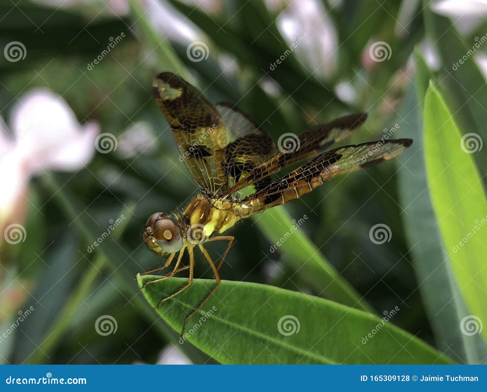 Dragonfly on a Blade of Grass Stock Photo - Image of garden ...