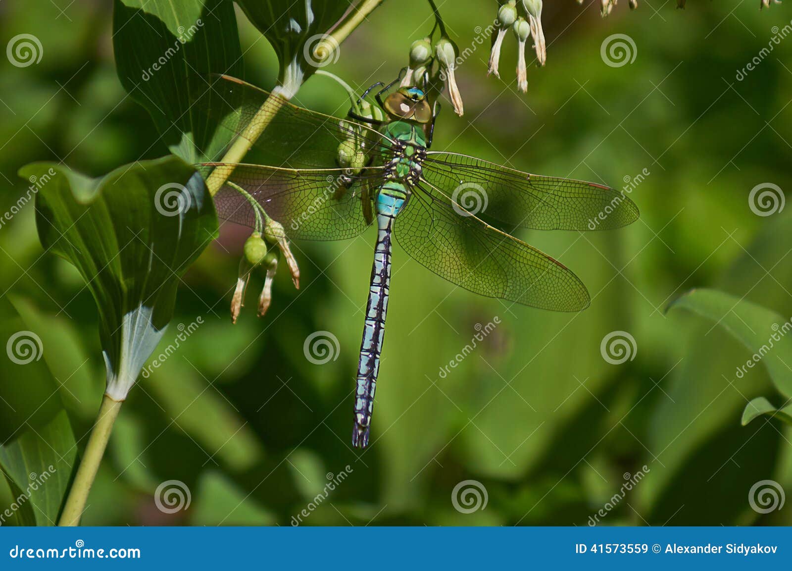 Dragonfly Symmetry Stock Image | CartoonDealer.com #80031451