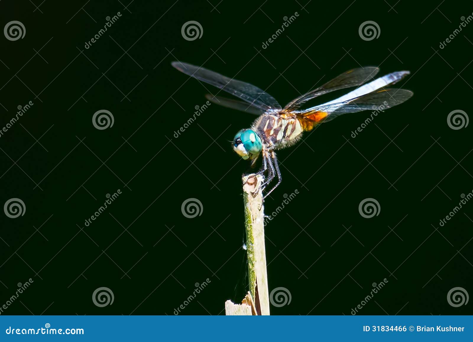Dragonfly Blue Dasher stock photo. Image of blue, pachydiplax - 31834466