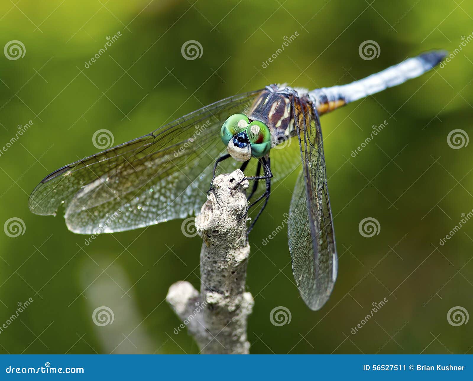 Dragonfly Blue Dasher stock image. Image of dasher, longipennis - 56527511