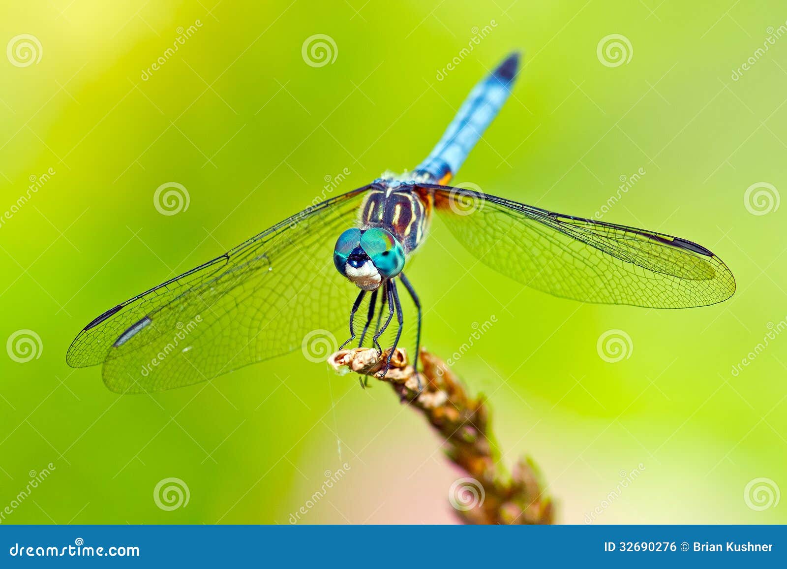 Blue Dasher Dragonfly Holding Onto A Bare Branch Royalty-Free Stock ...