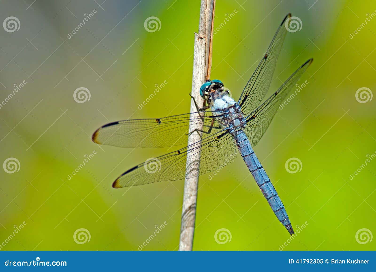Blue Dasher Dragonfly Holding Onto A Bare Branch Royalty-Free Stock ...